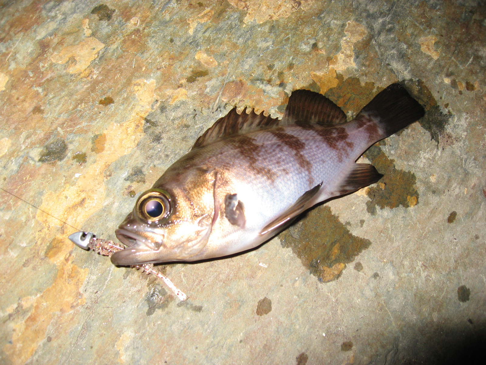 小物狙って・・・: Ishinomaki Mebaru Freak